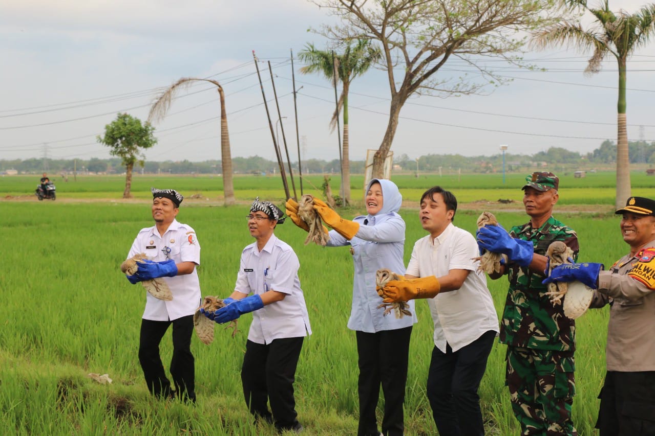 Burung Hantu Dilepas di Sawah Bojonegoro, Tikus Ketar-Ketir - Orbit ...