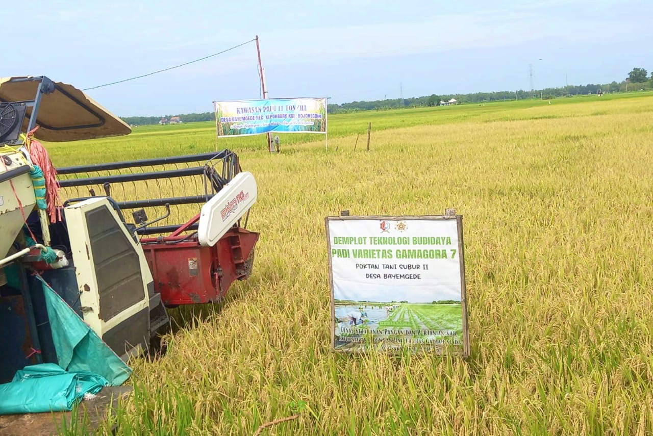 Panen Lebih Cepat dari Biasanya, Padi Gamagora 7 Bikin Petani Kepohbaru ...